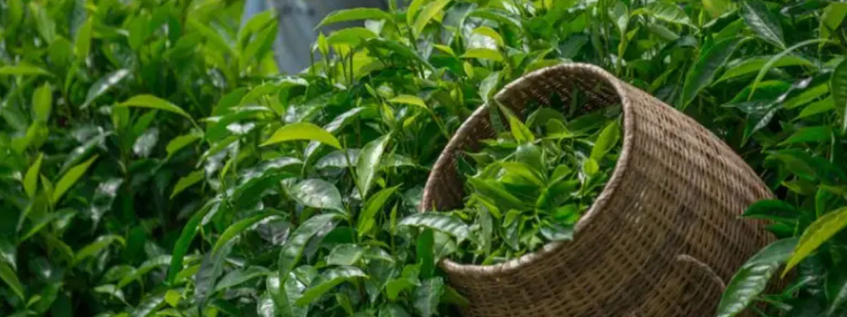 Le labyrinthe en champ thé | Exsel Hôtels | Hôtel La Réunion